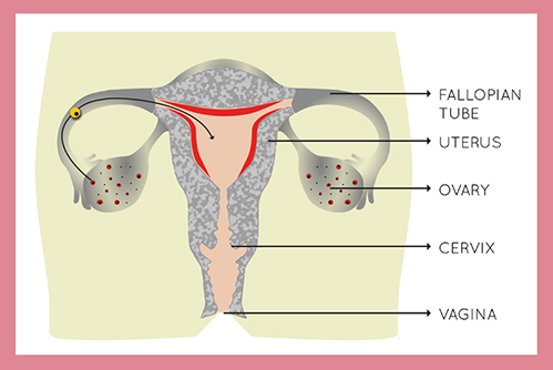 Understanding Menstrual Cycle: A Guide To Periods